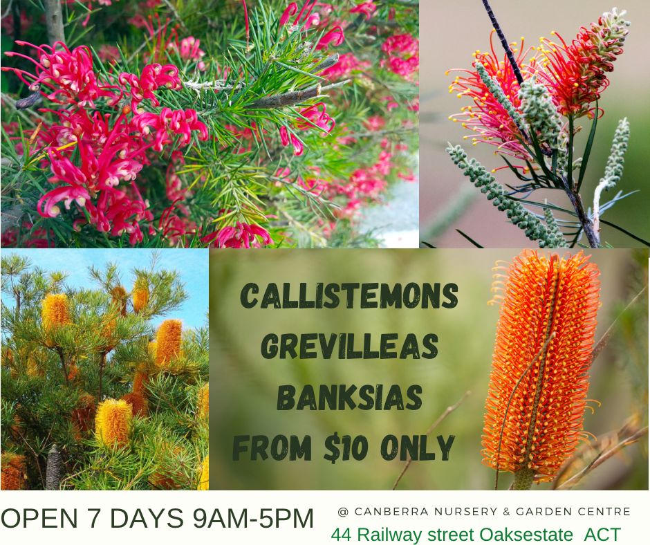 Here are 12 Australian native plants from your website that are ...